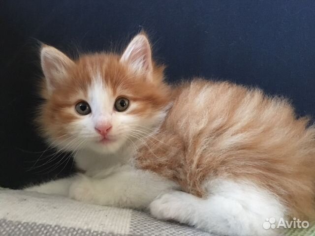 Котята курильского бобтейла