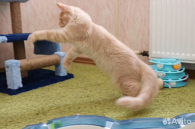 Крупный котик настоящего Львиного окраса