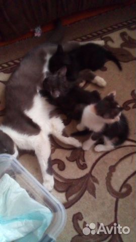 Котята в хорошие руки