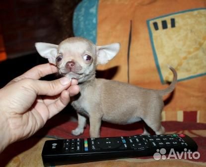 Чихуахуа супермини Мышкин