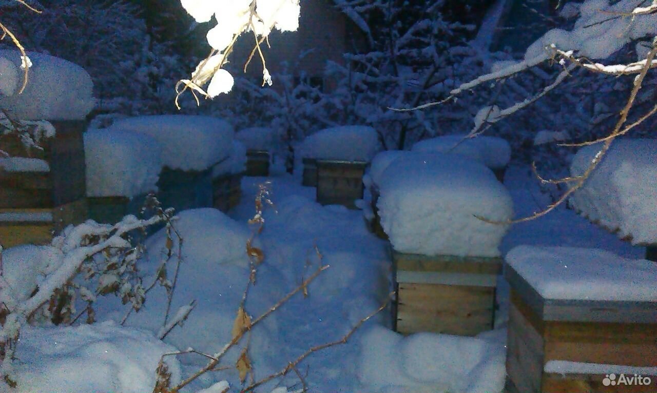 Семьи среднерусских пчел