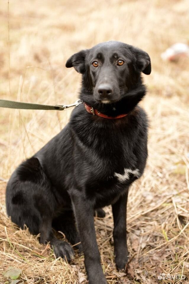 Спокойная изящная Офелия в дар