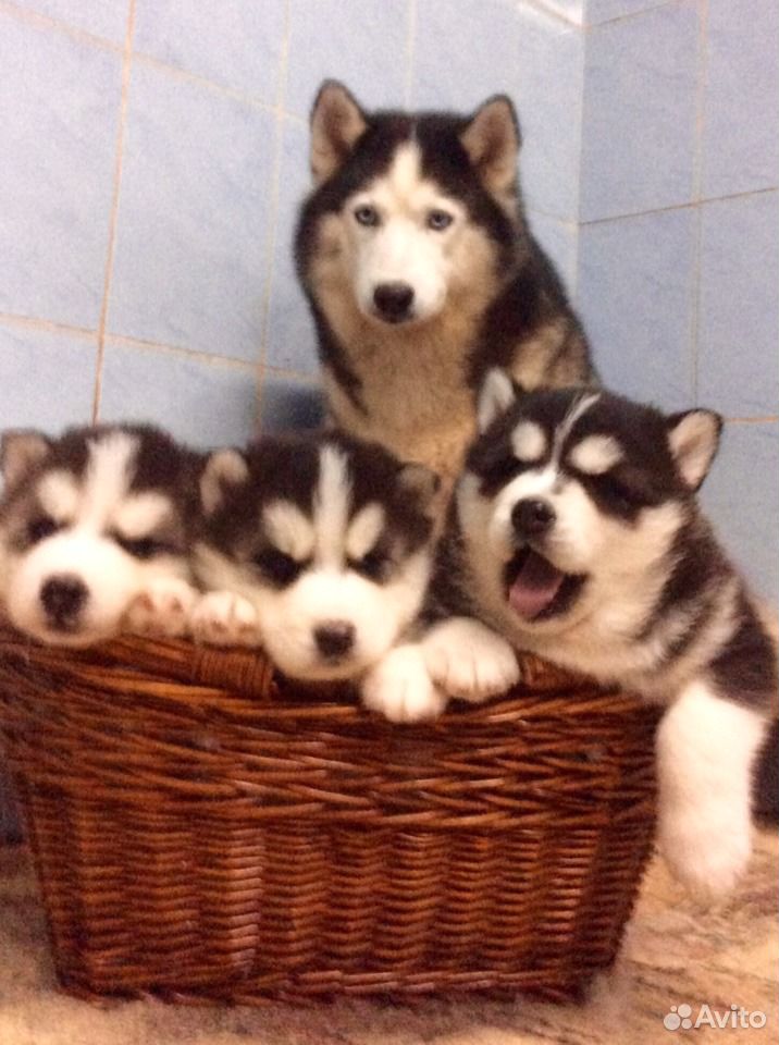 Хаски из сказки