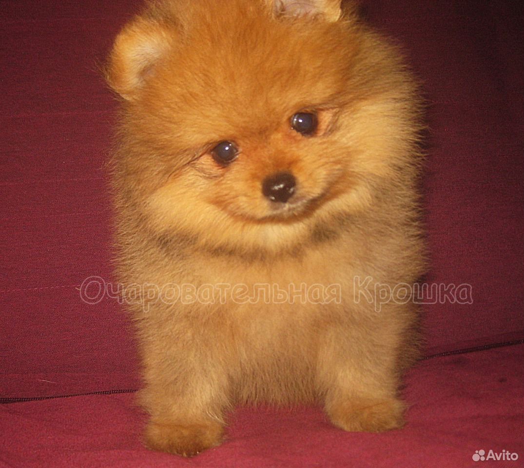 Замечательные малыши с Документами РКФ-FCI