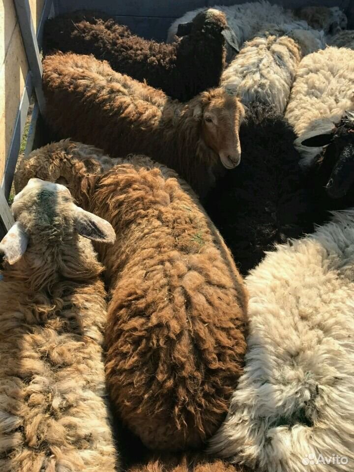 Бараны, ягнята, овцы