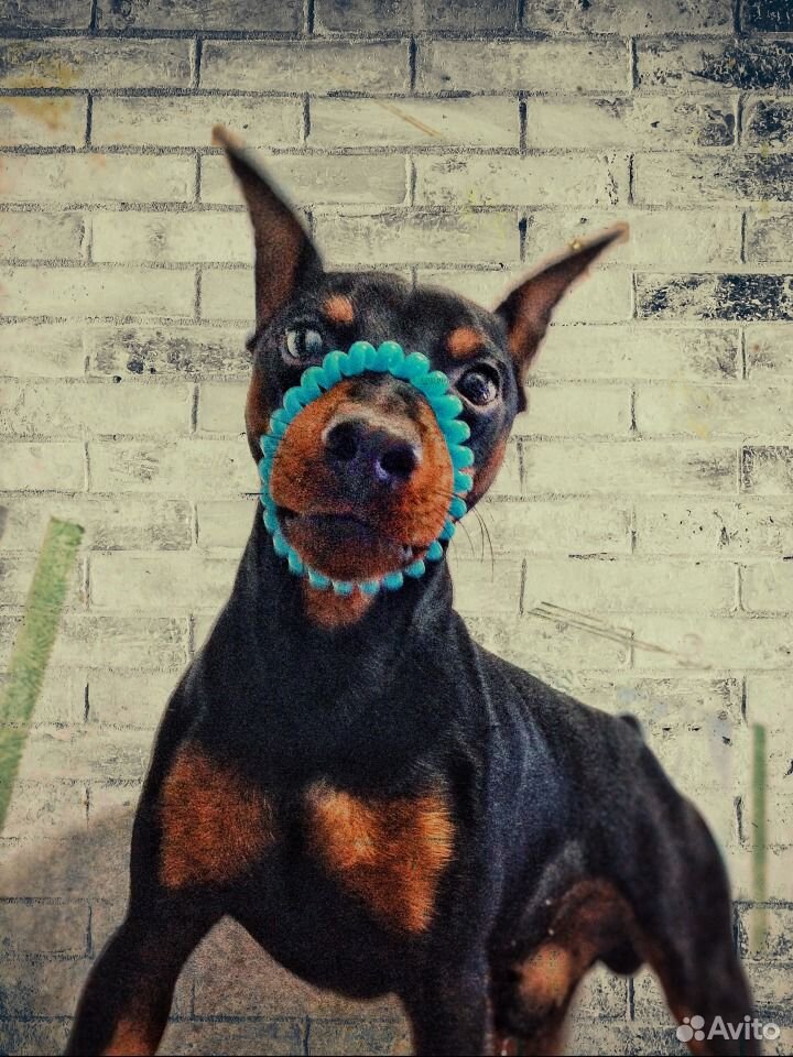 Цвергпинчер пинчер разведение вязка кобель самец