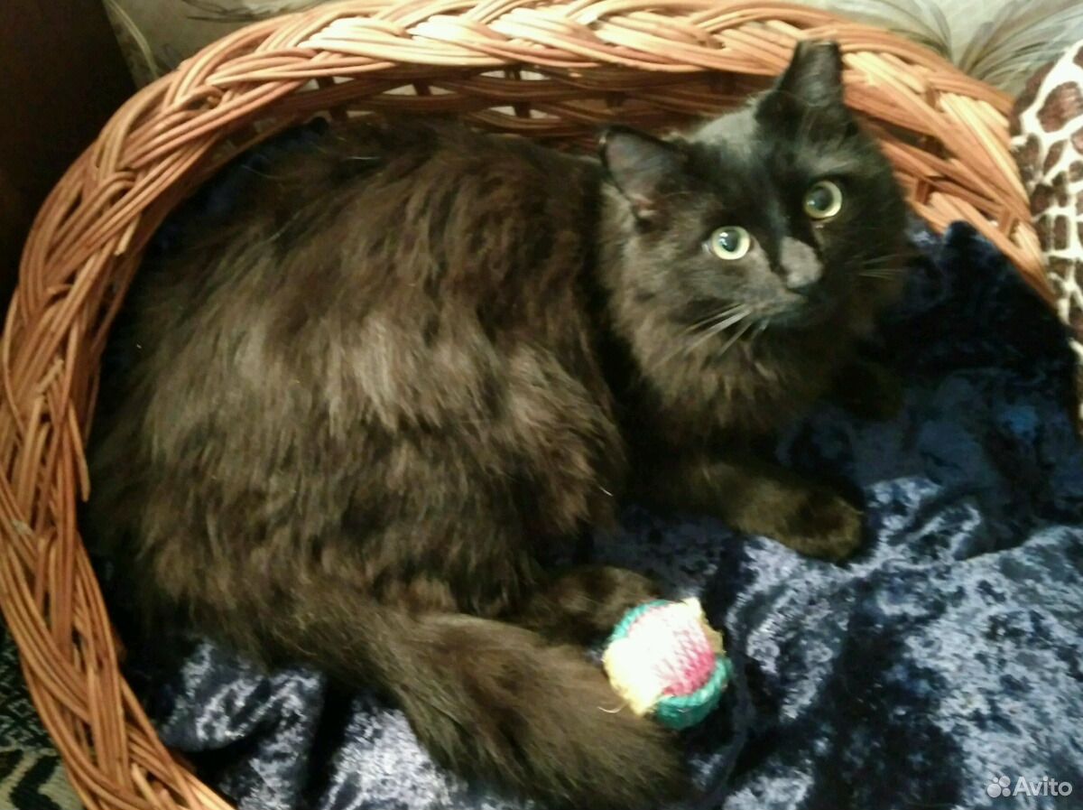 Шикарный кот Черныш