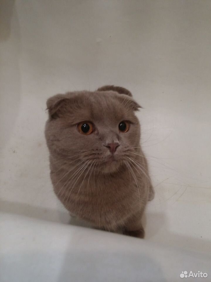 Вязка с котом Ричардом
