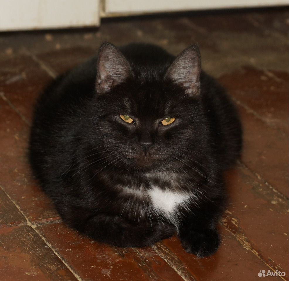 Дымчатая красавица Жасмин