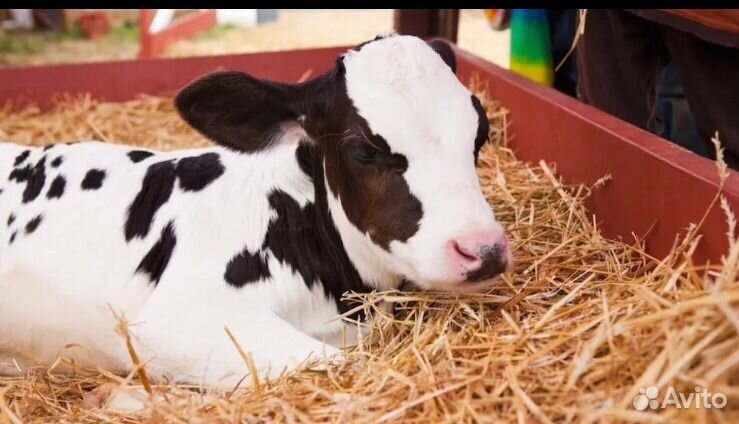 Телята от 1-2,5