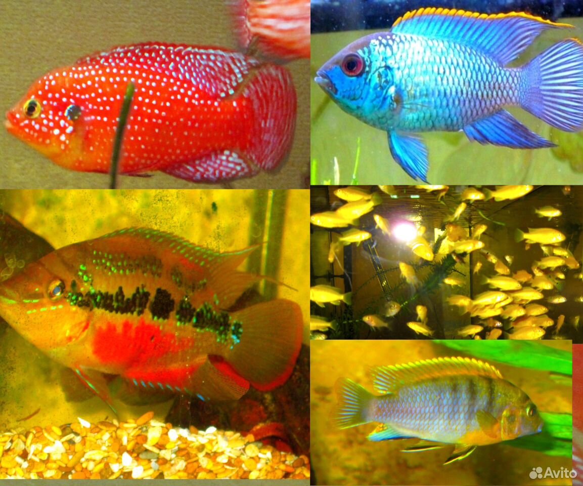 Сальвини, гуппи, элитные, хромисы, наноакары