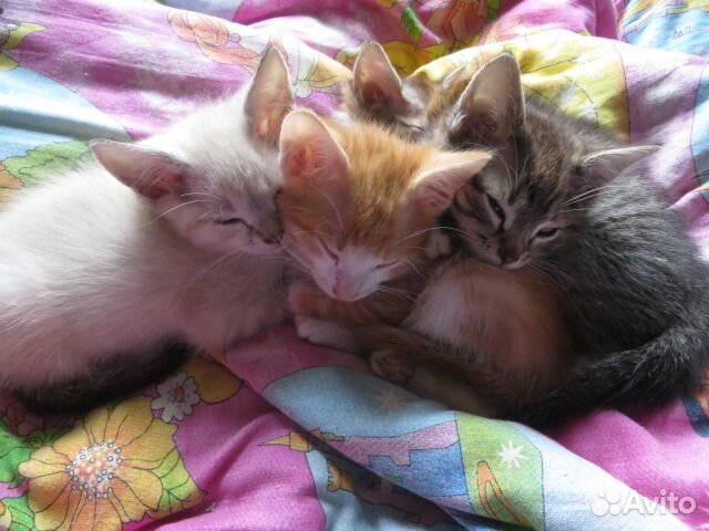 Котята в добрые руки