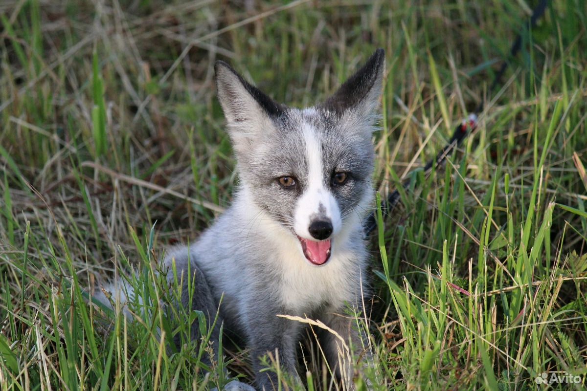 Лиса окрас "Платина", лисенок,лисята