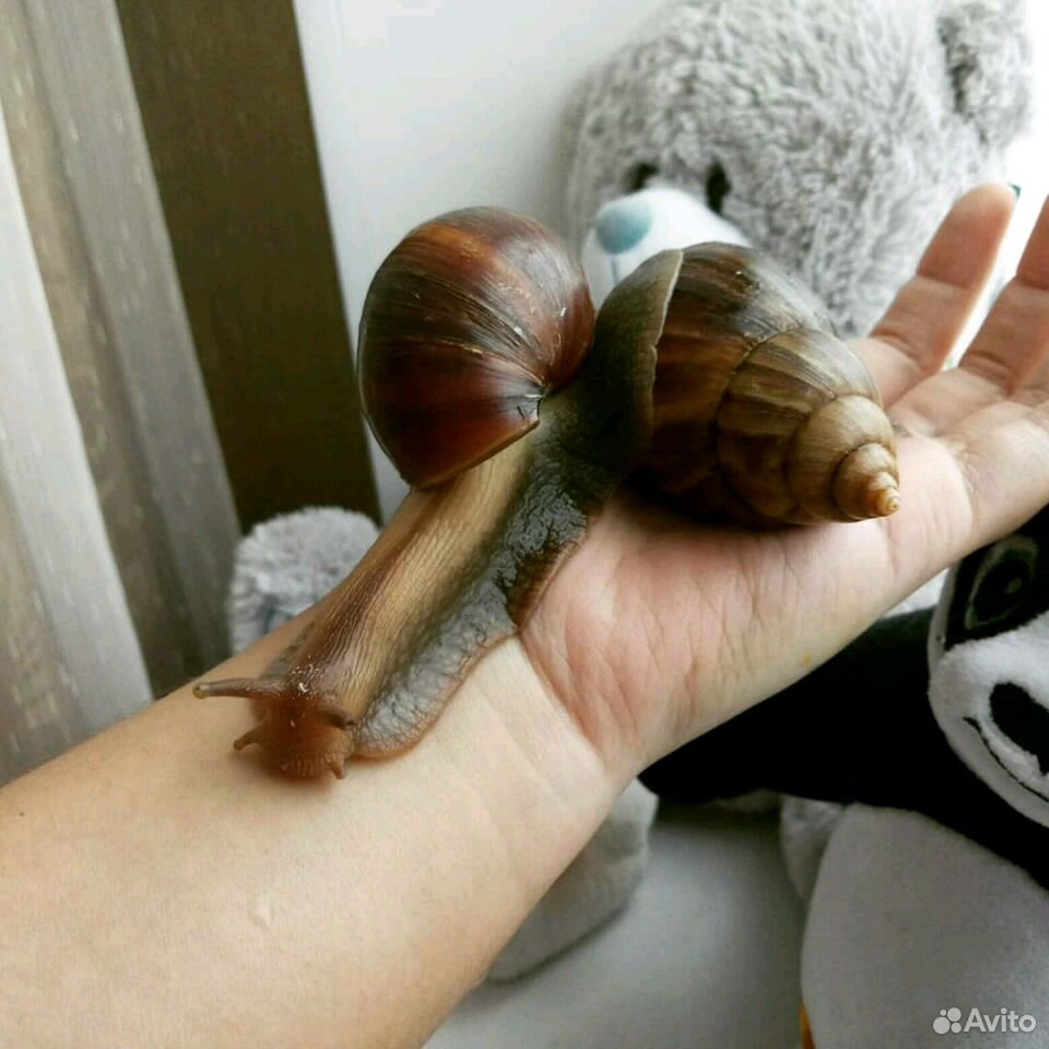 Улитята Ахатины