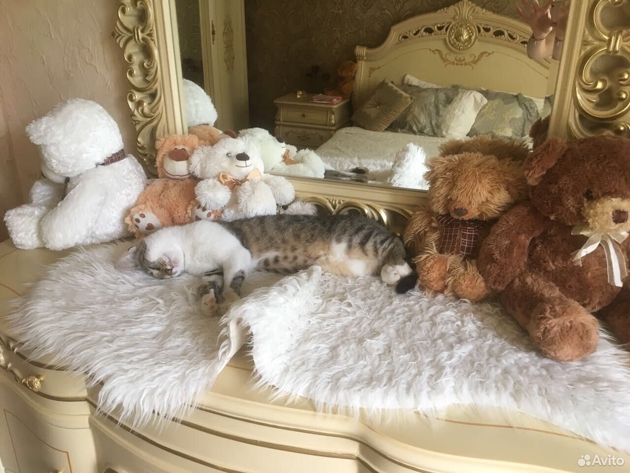 Мегаласковая кошка