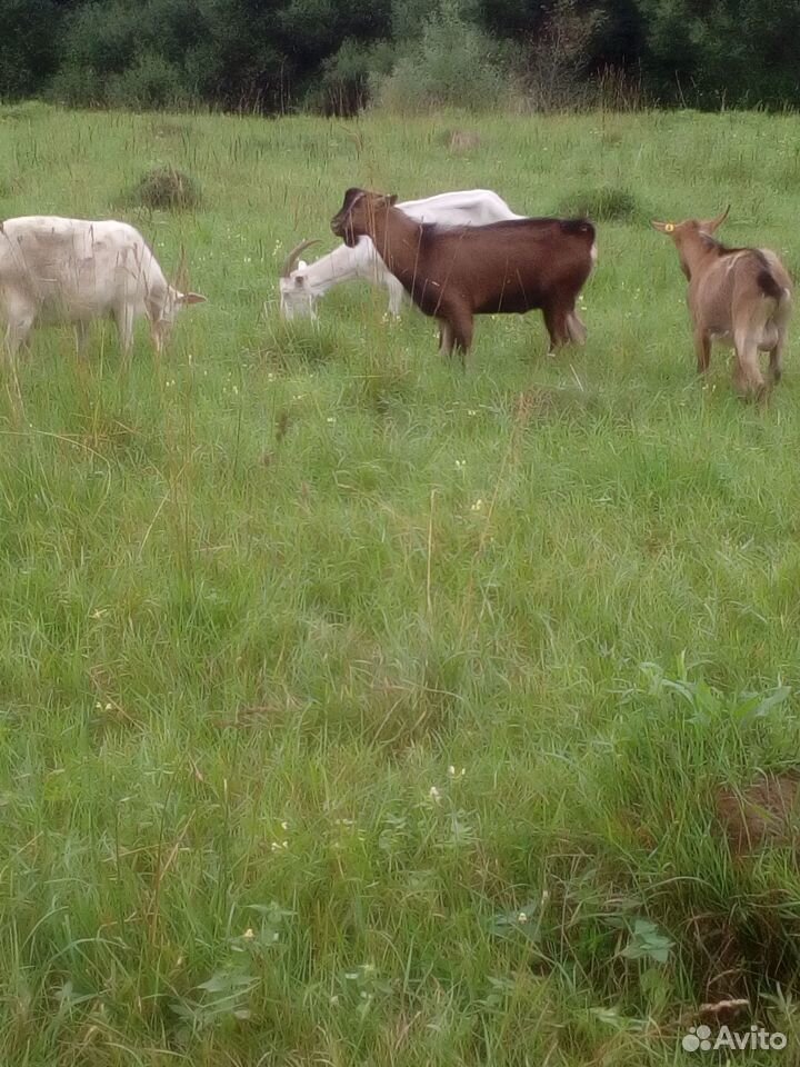 Козел на покрытие