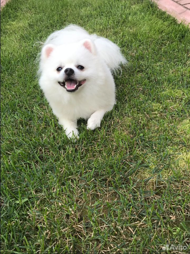 Белоснежный померанец вязка