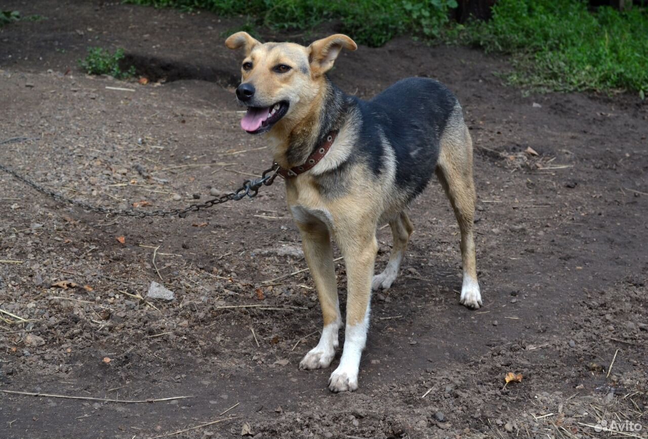 Айрис собака