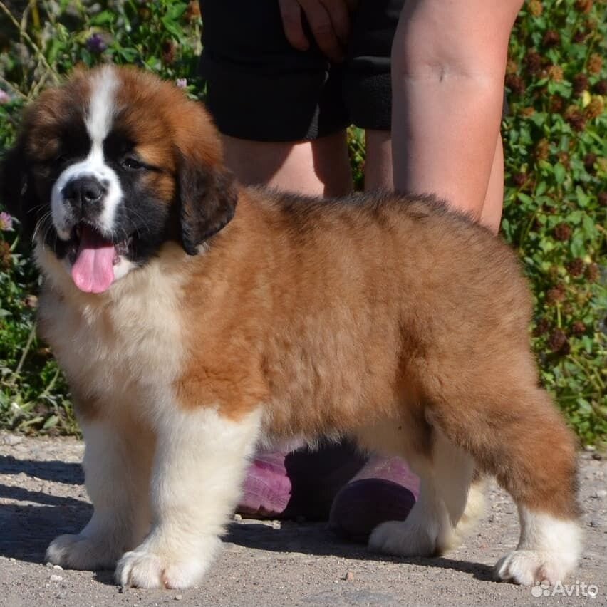 Сенбернар дш