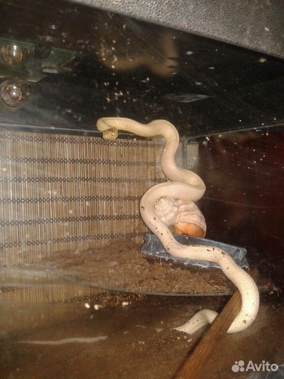 Продам змею