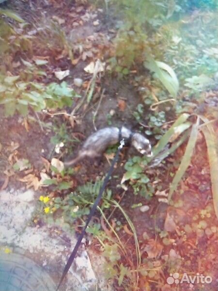 Продам хорька