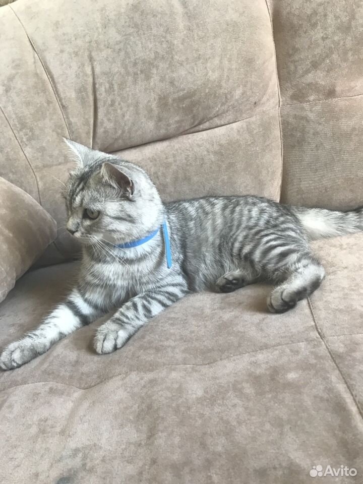 В дар британскую кошку