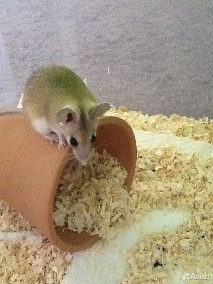 Продам акомисов