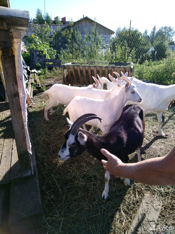 Коза и Ярки