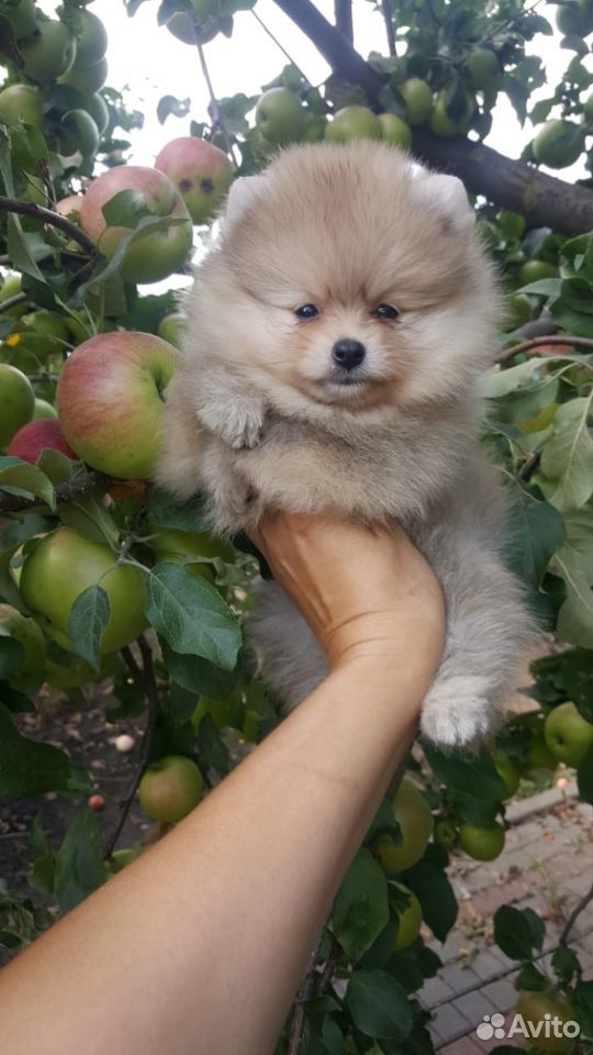 Супер мини мишутка