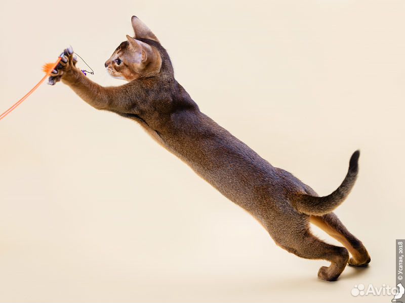 Великолепный абиссинец Маэстро ждет именно Вас