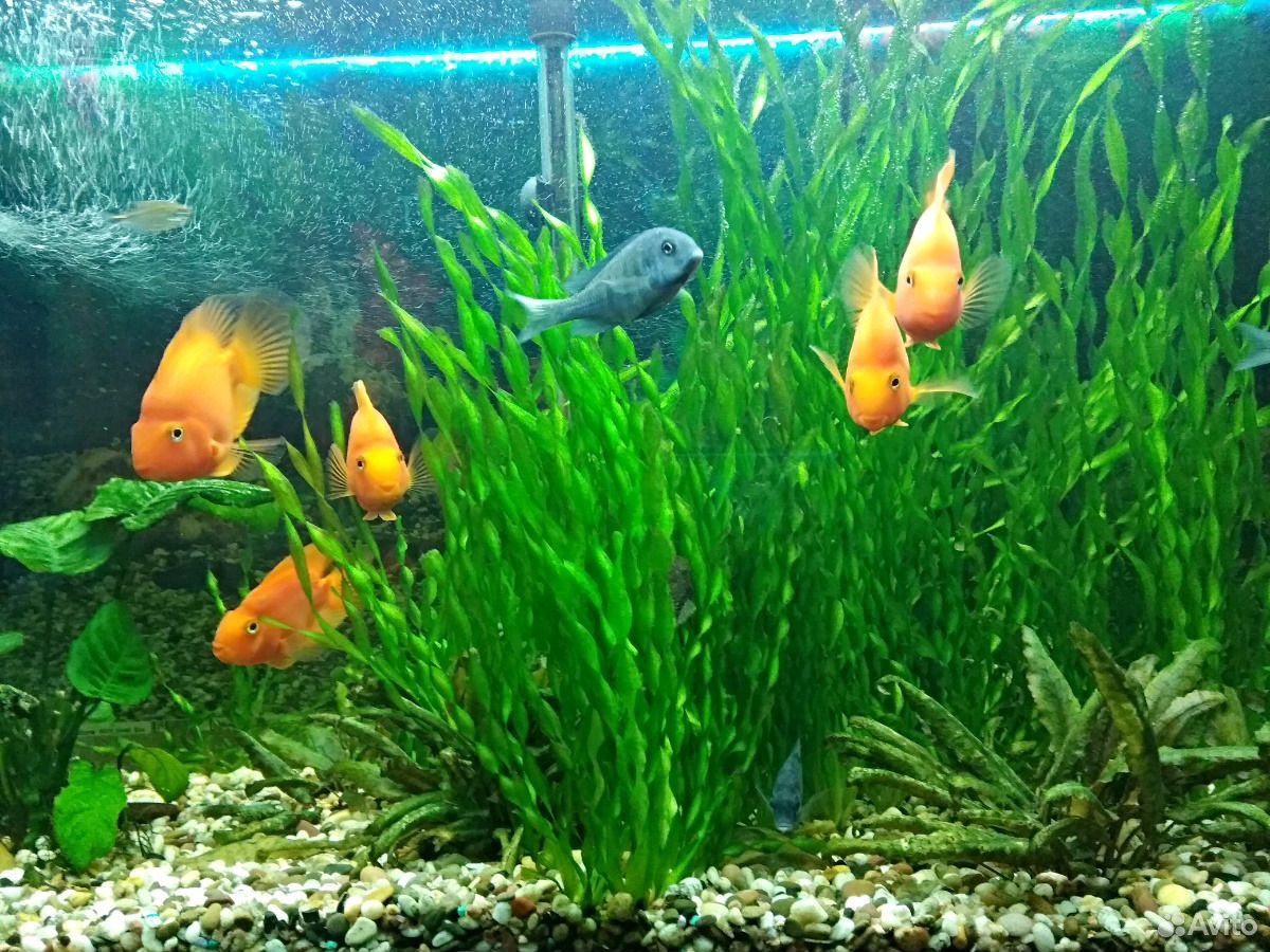 Аквариум 288 литров со всем содержимым
