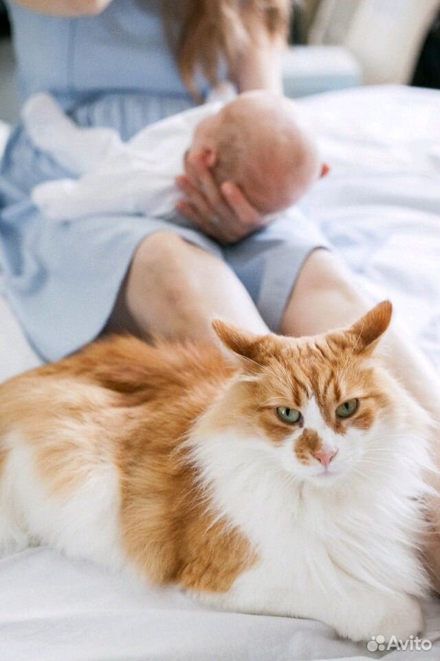 Кот в хорошие руки