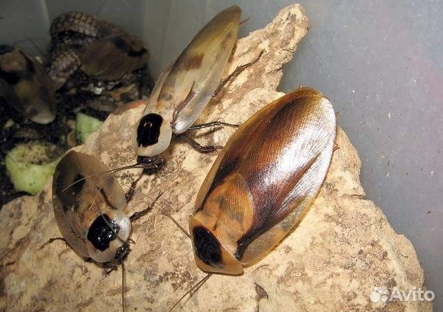 Блаберусы (Мертвая голова)