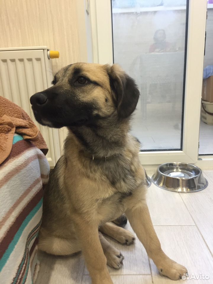 Щенок необыкновенной красоты в дар