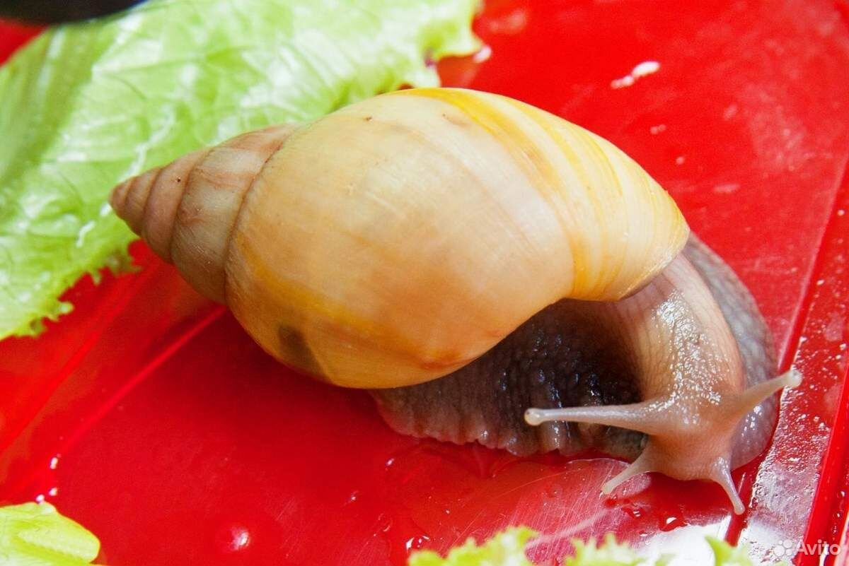 Африканская улитка Ахатина