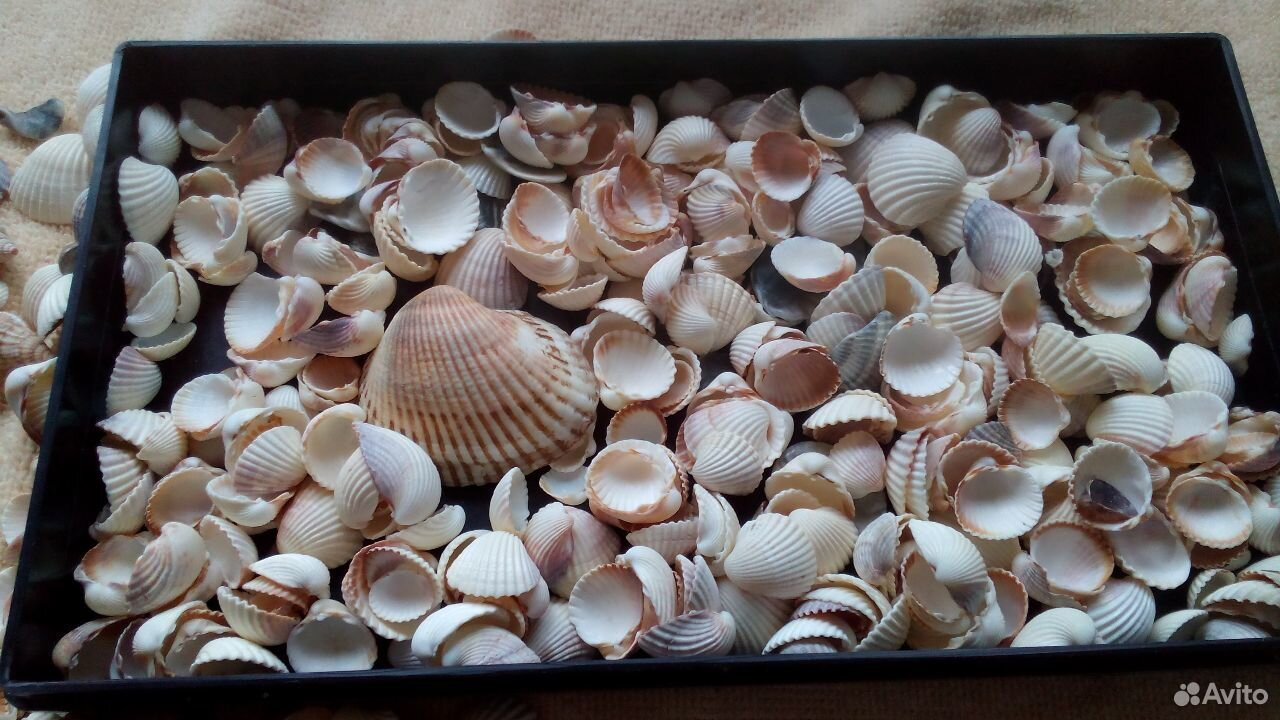 Ракушки морские,красивые