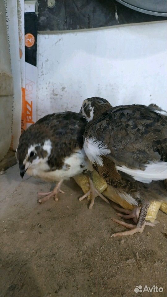 Несушки перепела