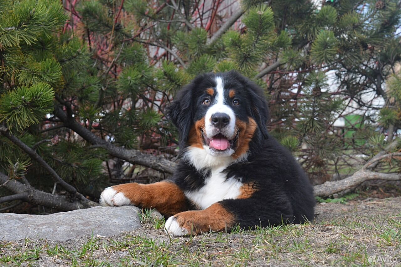 Самая красивая девочка, щенок бернского зенненхунд