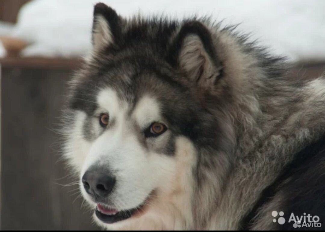 Аляскинский Маламут вязка