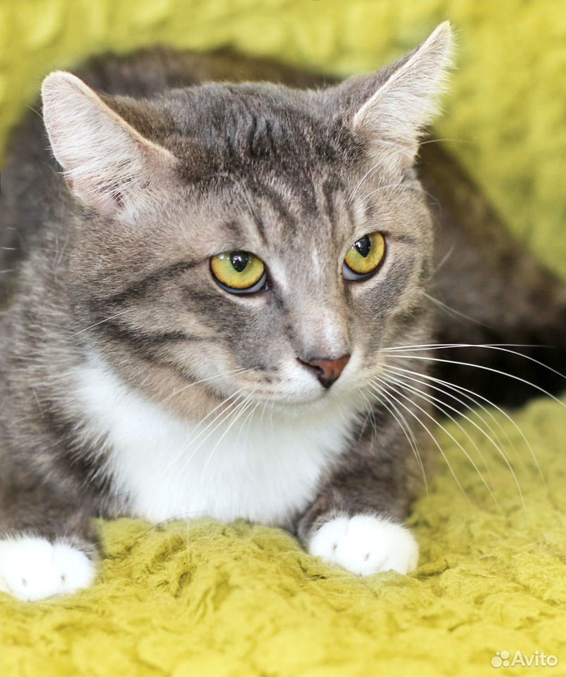 Мурчелло - кот с веселым и добрым нравом