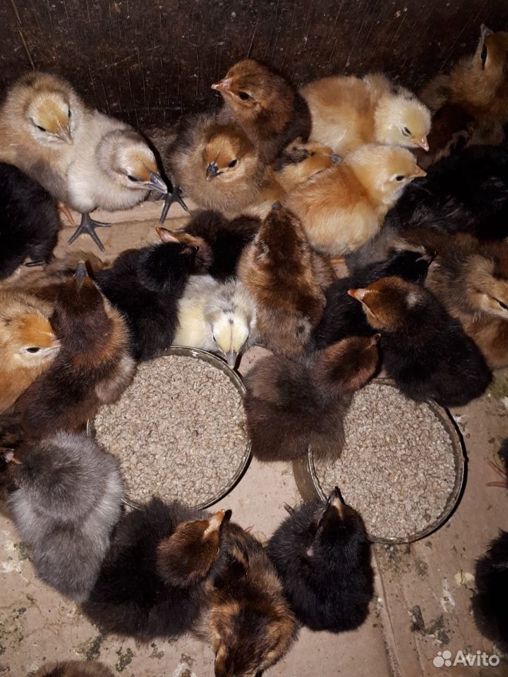 Птица разных пород