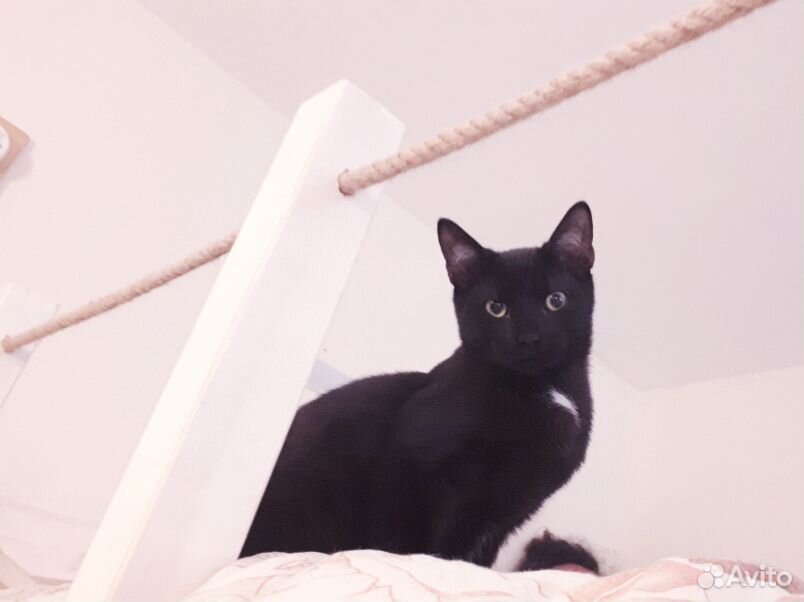 Черный как уголек