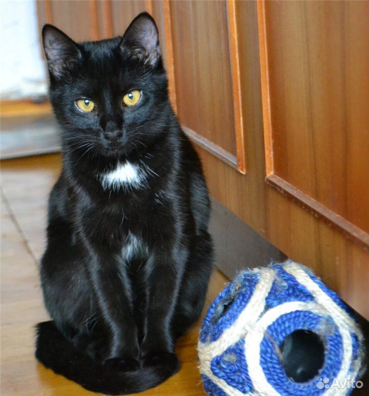 Кошечка с белыми усиками и красивым галстучком