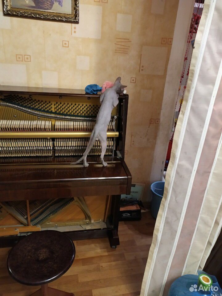 Сфинкс парень приглашает даму на свидание