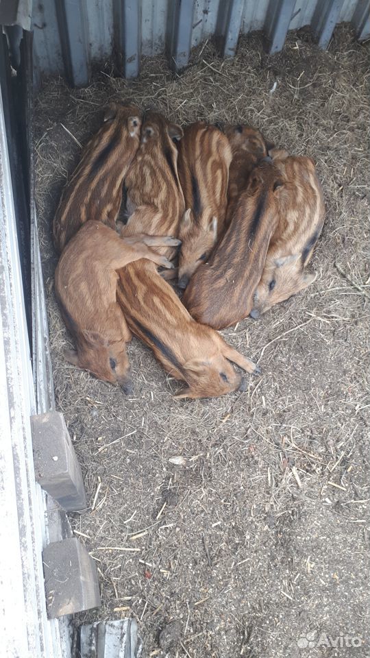 Дикие кабанчики