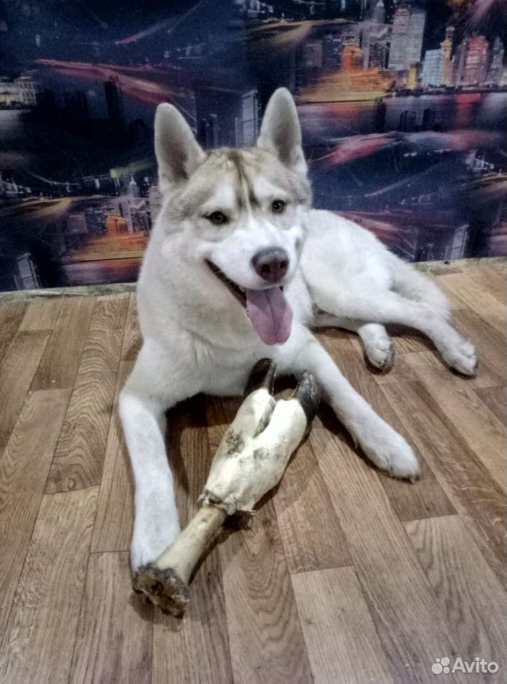 Кобель хаски на вязку