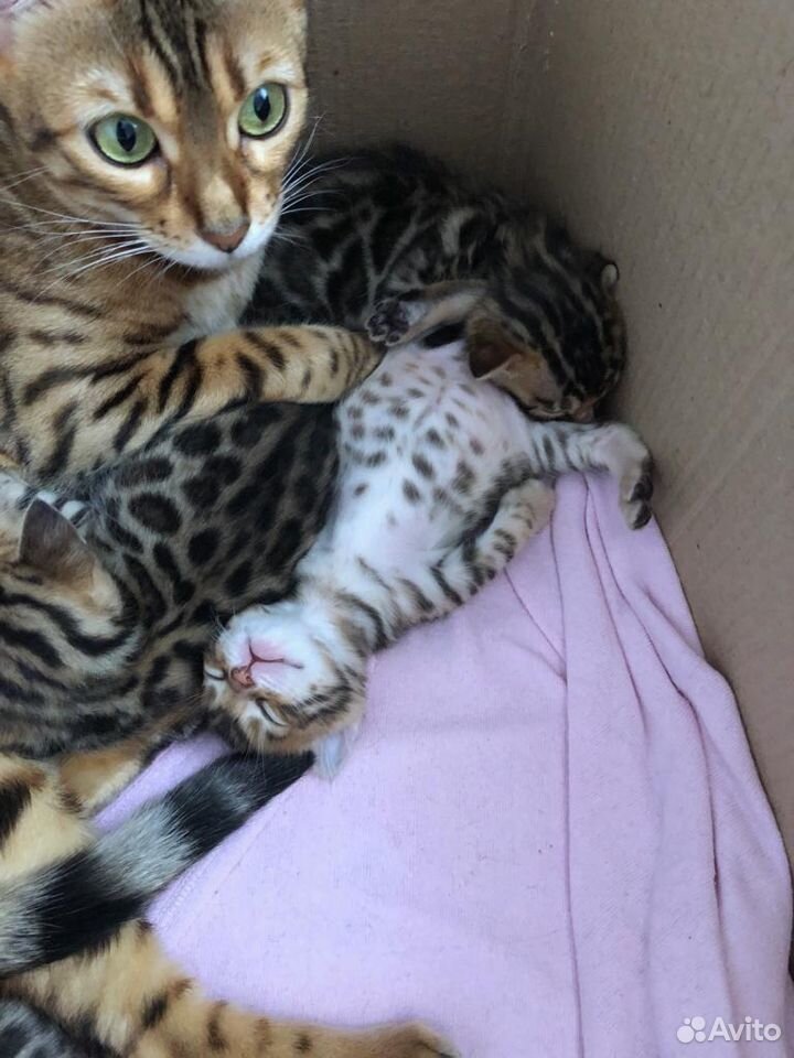 Уникальные бенгалы