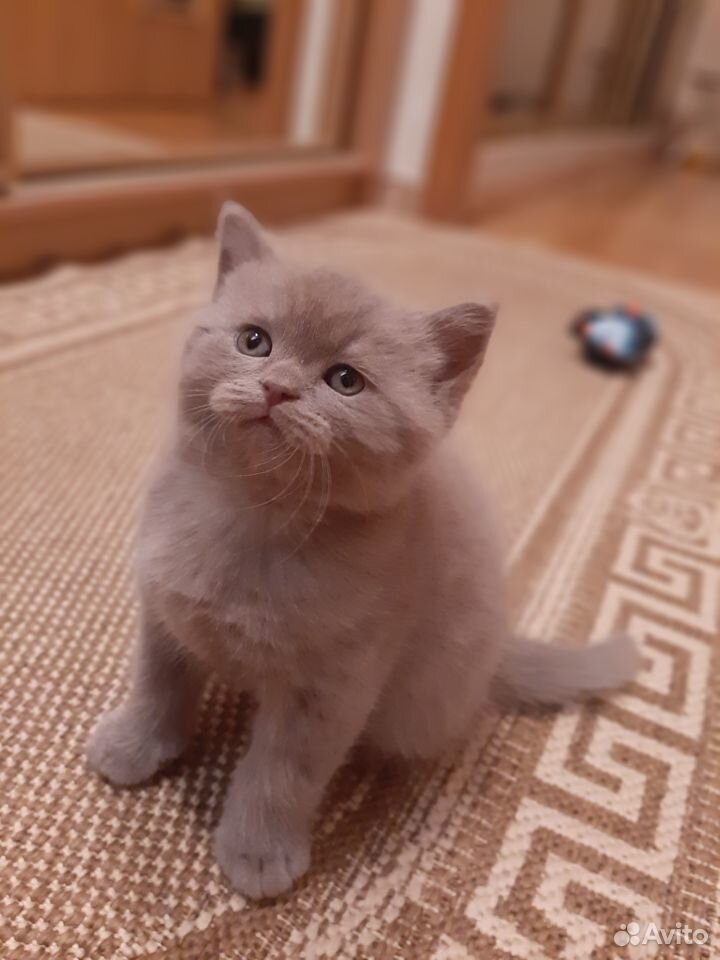 Британский плюшевый пушистик