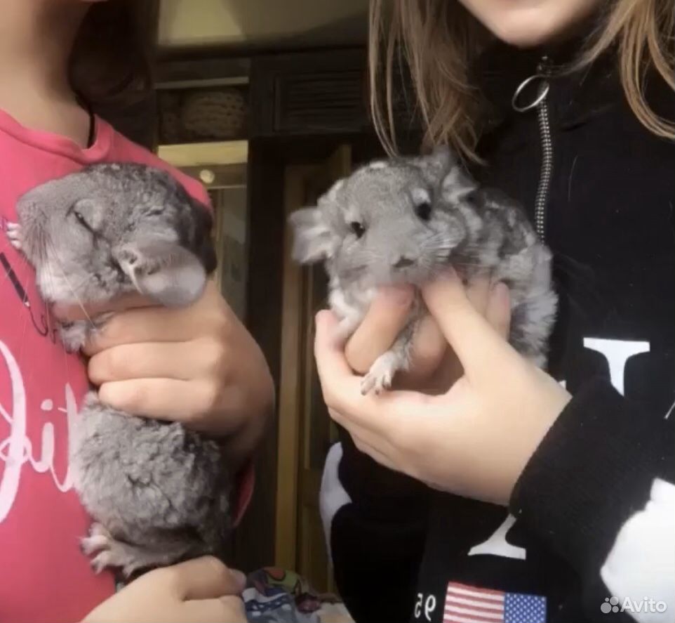 Шиншилла мальчик 5 мес