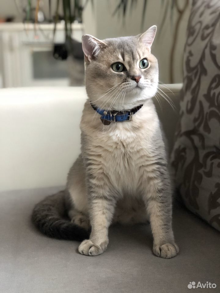 Кот на вязку